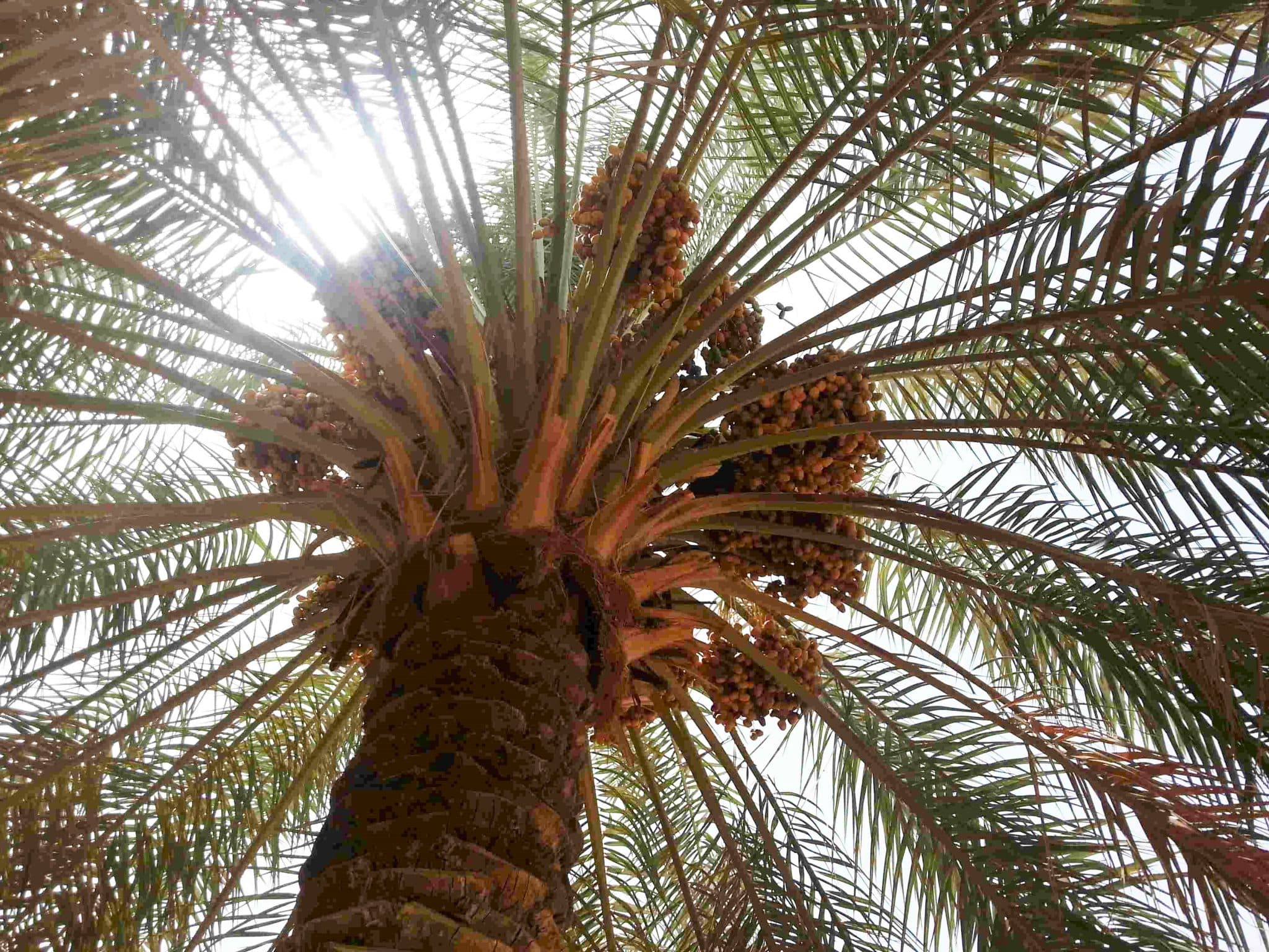 Verse Dadels Kopen? | 100% Natuurlijk - Duurzaam geproduceerd