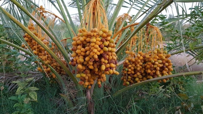 Waar komen dadels vandaan? - Yogi & Yousef